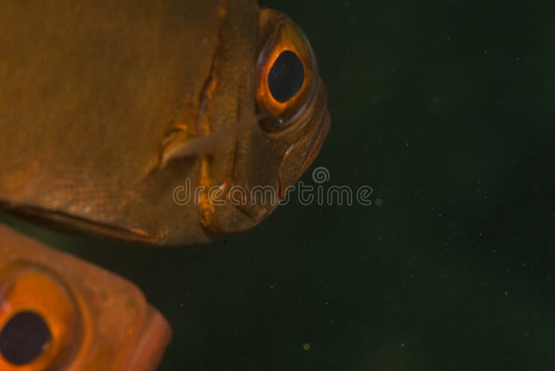 Crescent-tail Bigeye (priacanthus Hamrur) Stock Photo - Image of marine ...
