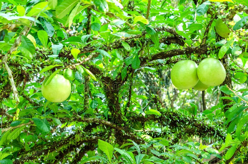 Calabash Tree with Selective Focus Stock Photo - Image of nature ...