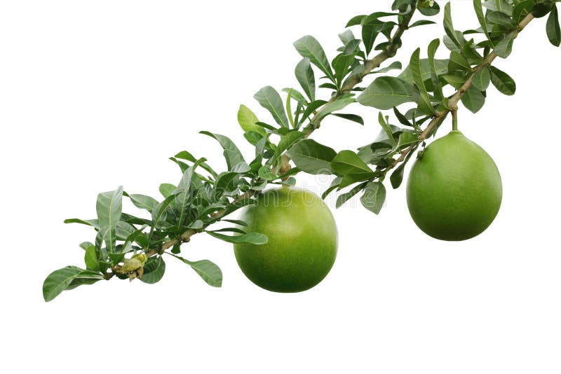 Crescentia Cujete Fruit stock photo. Image of wild, america - 48879110