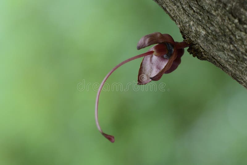 Crescentia Mexican Calabash As Background Stock Photo - Image of ...