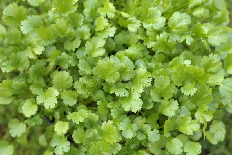 Crescimento Das Folhas Do Coentro Foto de Stock - Imagem de coriandro ...