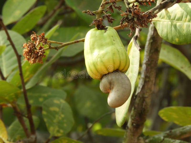 Crescimento De Fruto Do Caju Imagem de Stock - Imagem de vermelho ...