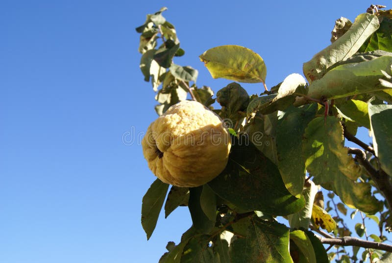 Crescimento De Fruto Tropical Do Marmelo Em Um Ramo Imagem de Stock ...
