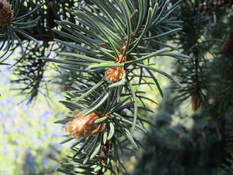 Crescimento Do Pinho Da Mola Com Os Cones Infantis Novos Imagem de ...