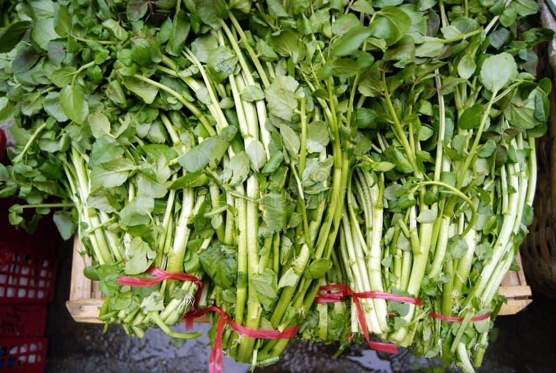 Crescione immagine stock. Immagine di alimento, verde - 18422783