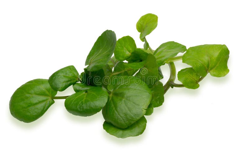 Crescione fotografia stock. Immagine di isolato, verdura - 38538108