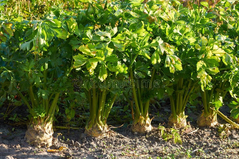 Sedano rapa in crescita immagine stock. Immagine di alimento - 47622811