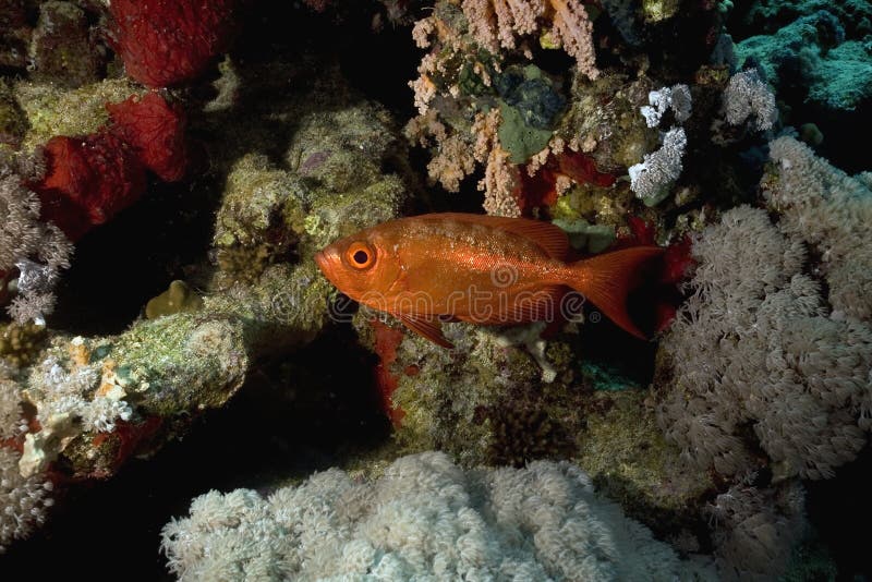 Common Bigeye in Red Sea, Priacanthus Hamrur Stock Image - Image of ...