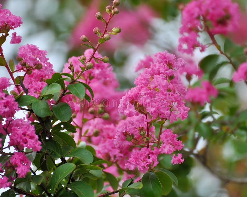 Flores Rosadas Del Mirto De Crespón Imagen de archivo - Imagen de hojas ...