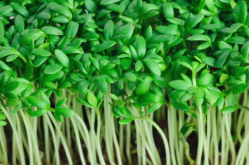Cress stock image. Image of seed, plant, natural, macro - 12874659