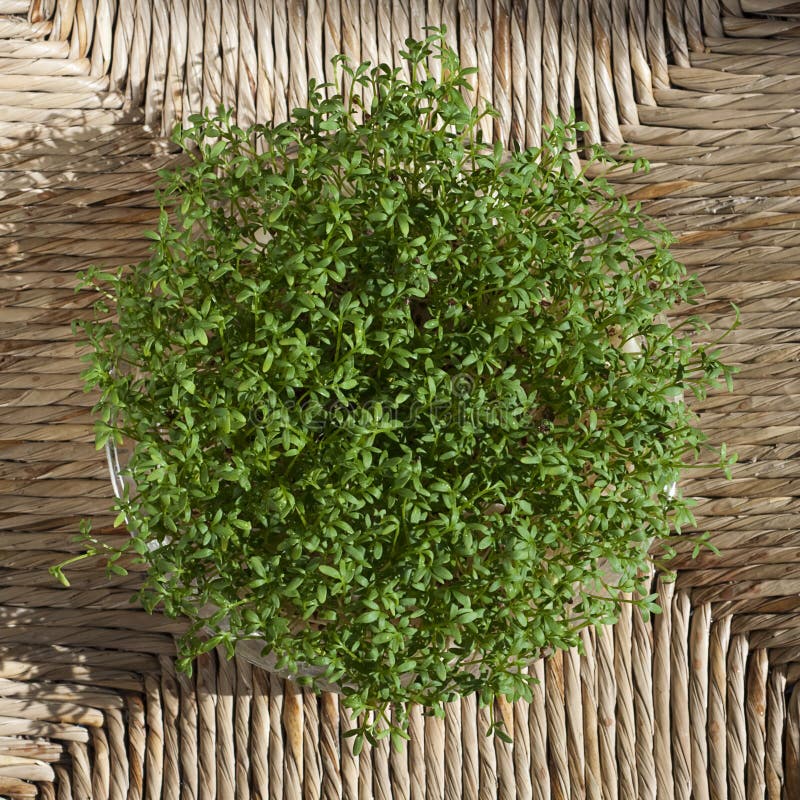 Fresh cress stock image. Image of nutritious, kitchen - 13290137