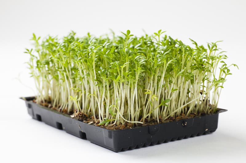 Cress stock image. Image of freshness, food, herb, foliage - 18590813