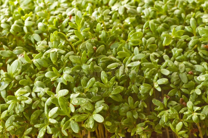 Cress stock photo. Image of kitchen, green, vegetable - 18675980