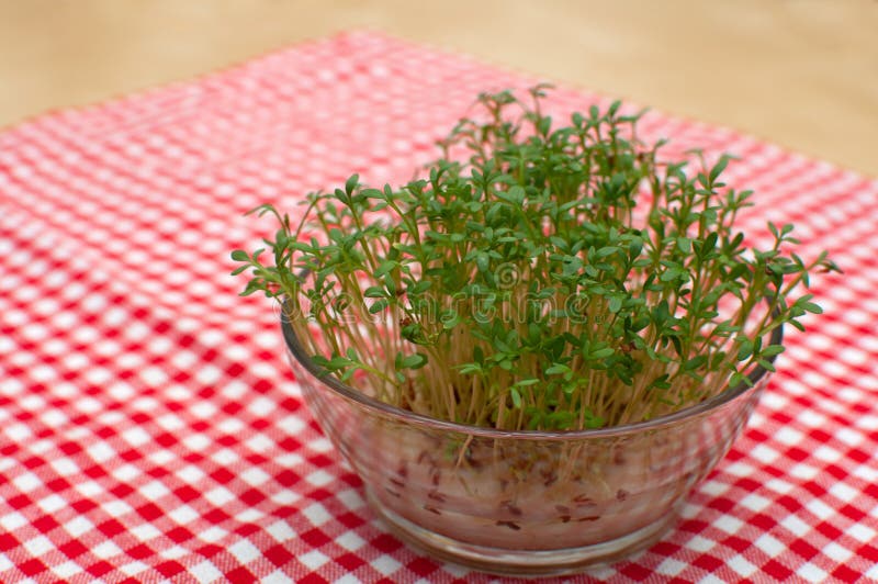 Cress stock photo. Image of cress, nature, health, eating - 19259672