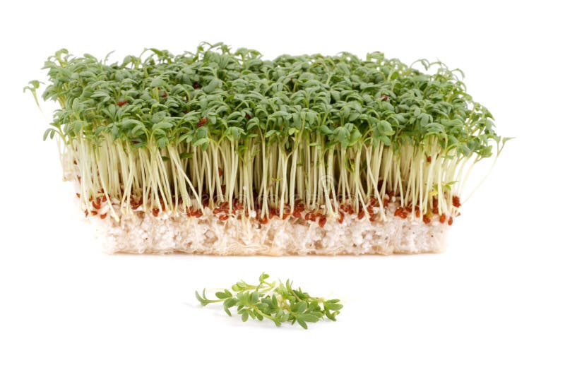 Cress stock image. Image of foliage, cress, lush, food - 19475849
