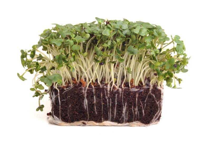 Garden Cress or Sprouts stock photo. Image of chandrashoor - 14398468