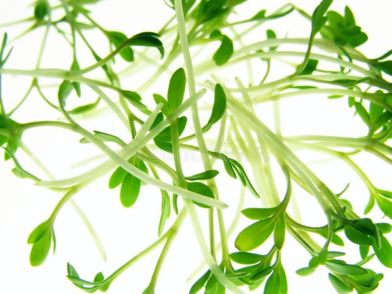 Cress stock photo. Image of spring, white, nature, seed - 3485786