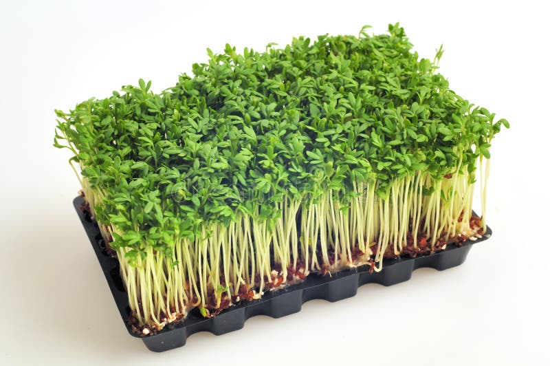 Garden Cress or Sprouts stock photo. Image of chandrashoor - 14398468