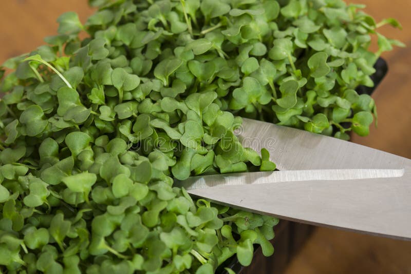 Cress Being Cut with Scissors Stock Image - Image of growing, scissors ...