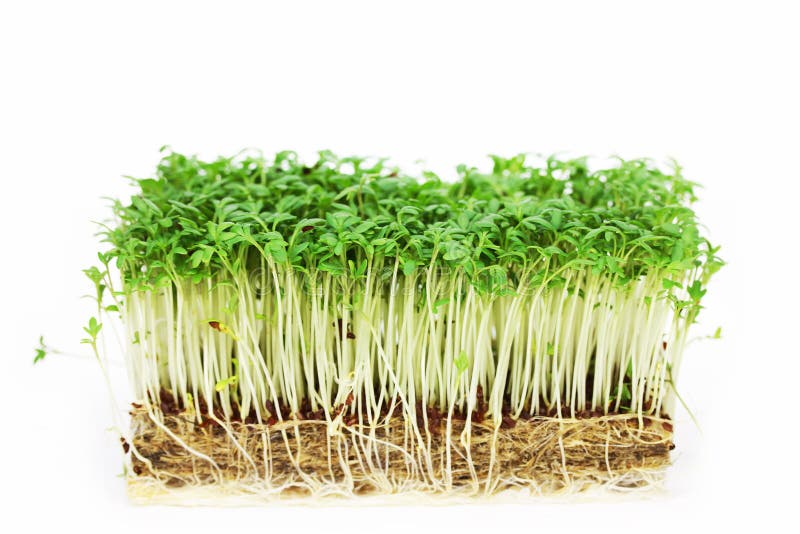 Cress stock image. Image of organic, nutrition, herb - 42312527