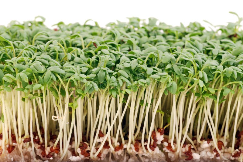 Fresh cress stock image. Image of vegetarian, ingredient - 22002995