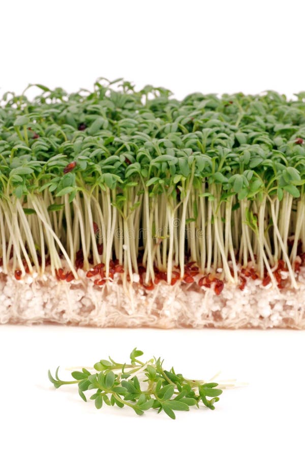 Fresh cress stock image. Image of vegetarian, ingredient - 22002995