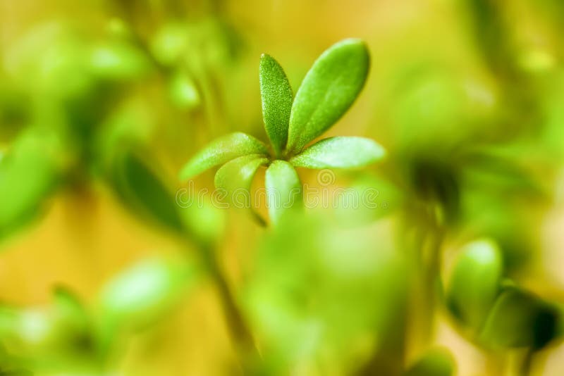 Cress - fresh vegetable stock image. Image of macro, food - 97603271