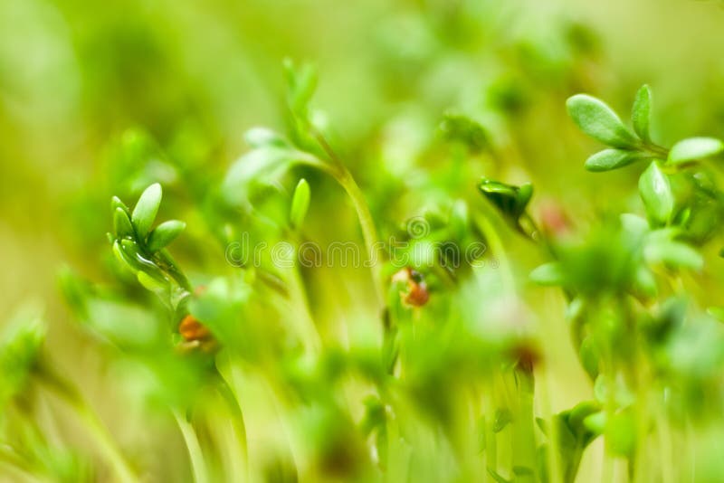Cress - fresh vegetable stock photo. Image of health - 97603368