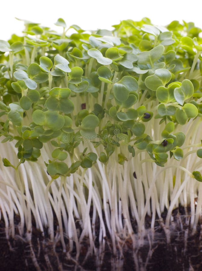 Cress Growing stock photo. Image of green, purity, white - 7229454