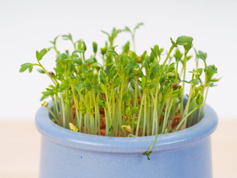 605 Cress Pot Photos - Free & Royalty-Free Stock Photos from Dreamstime