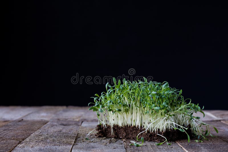 Cress on Old Kitchen Table, Black Background Stock Photo - Image of ...
