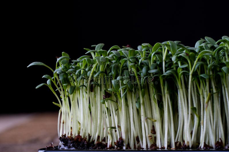 Cress on an Old Wooden Table in the Kitchen Stock Photo - Image of ...