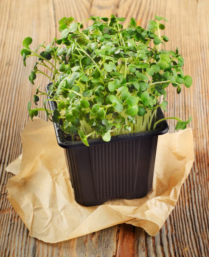 Cress Salad on Wooden Table. Stock Image - Image of healthy, vegetable ...
