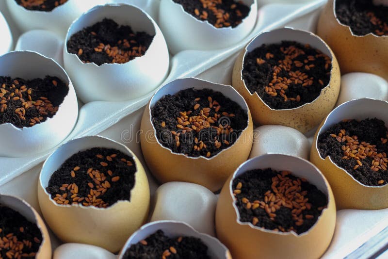 Cress Seedling in an Egg. Planting Seedlings in Eggshells and Growing ...
