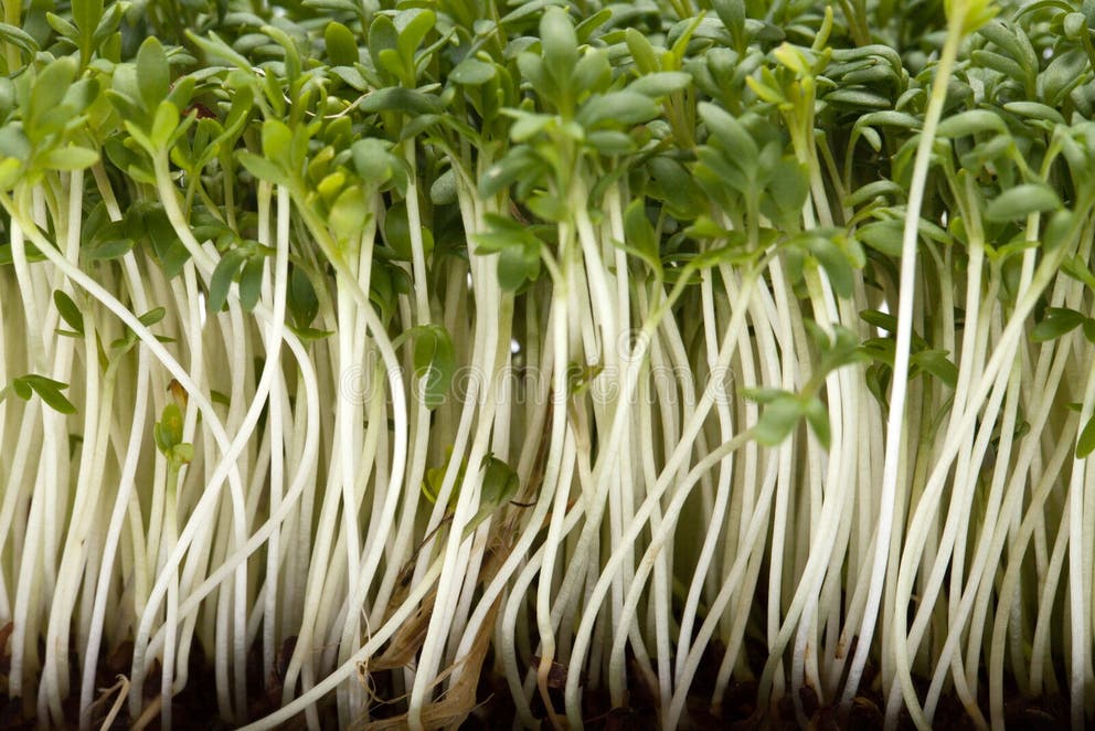 Cress seedlings stock photo. Image of cruciferae, appetite - 25670382