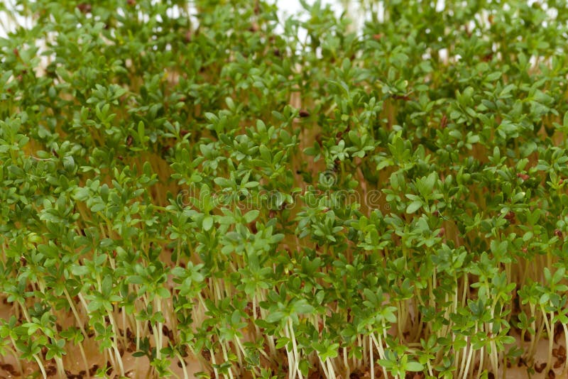 Cress seedlings stock photo. Image of sprout, healthy - 33755258