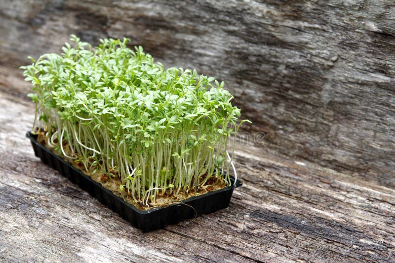 Cress Seedlings Growing in Petri Dishes View from Above Stock Photo ...