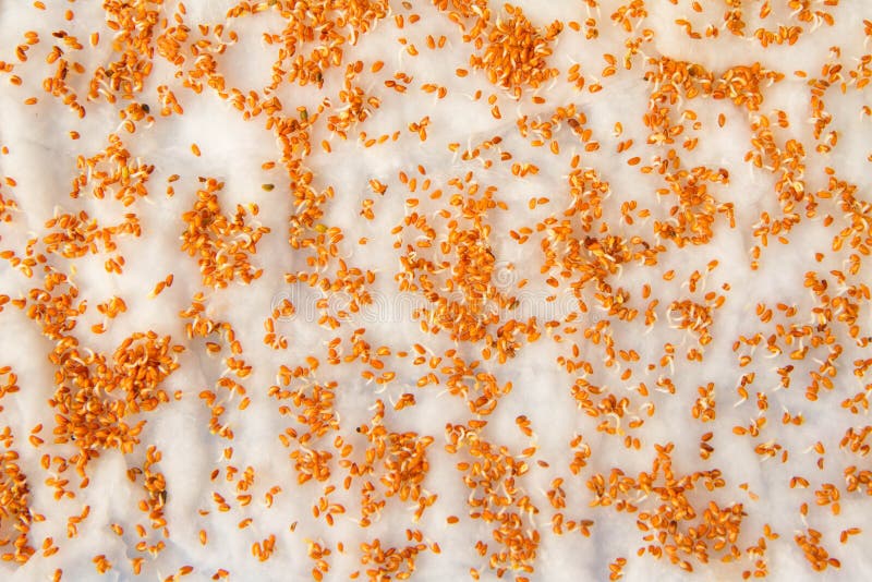 Cress seeds sprouting stock photo. Image of grow, stage - 69679042