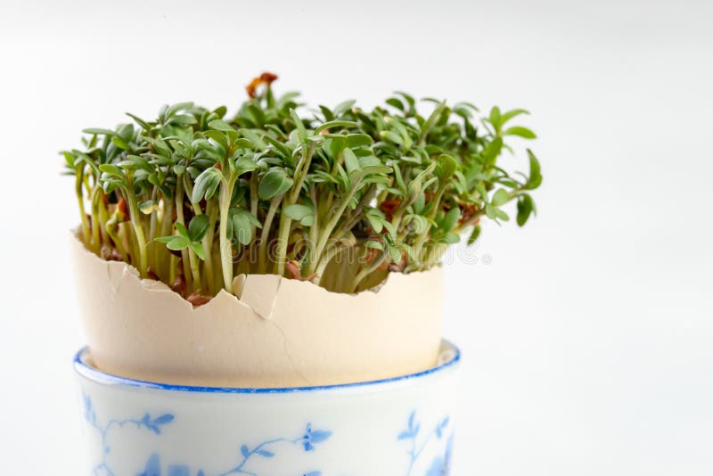 Cress in a Shell from an Egg. Fresh Sprouts for a Festive Easter Table ...