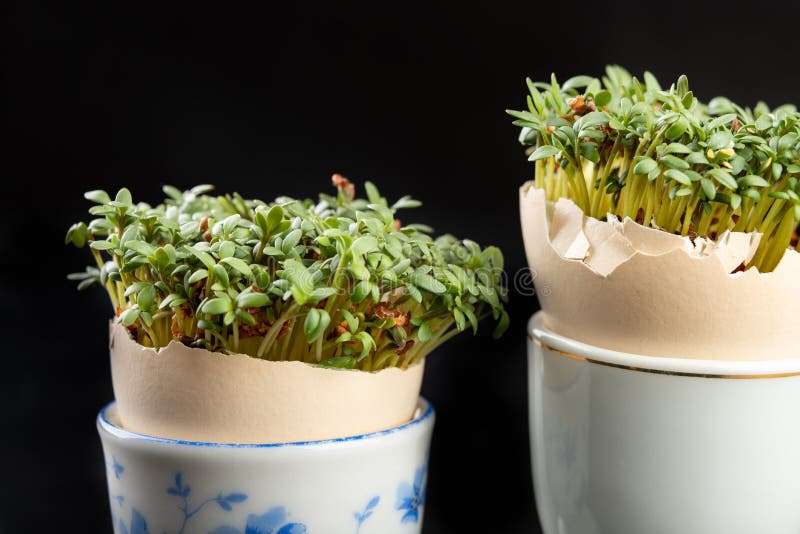 Cress in a Shell from an Egg. Fresh Sprouts for a Festive Easter Table ...