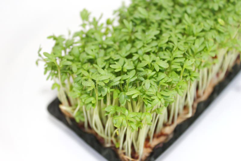 Cress stock photo. Image of herb, vegetables, spices - 32489800