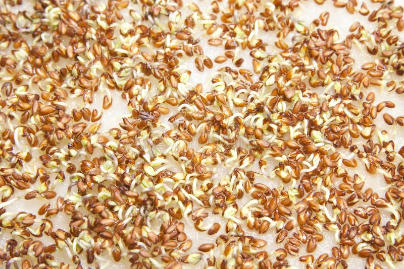 Fennel stock photo. Image of botanical, bunch, food, seed - 15370102