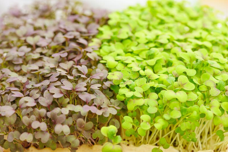 Cress stock image. Image of grow, sort, atsina, cress - 31369243