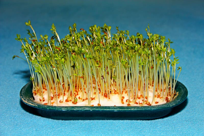 Cress stock photo. Image of group, grass, crop, fruit - 57437708