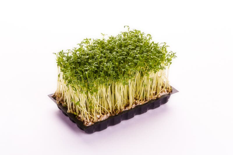 Cress stock image. Image of scene, plant, grass, watercress - 36572857