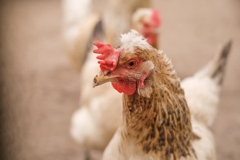 The Crest of a Chicken Close-up. Breeding Poultry on the Farm Stock ...