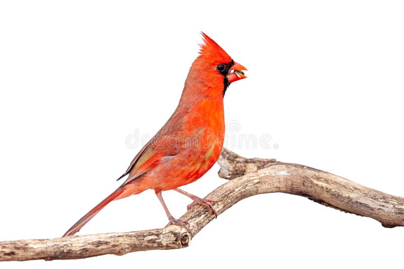 Crest Up a Cardinal Eats a Sunflower Seed Stock Photo - Image of fauna ...