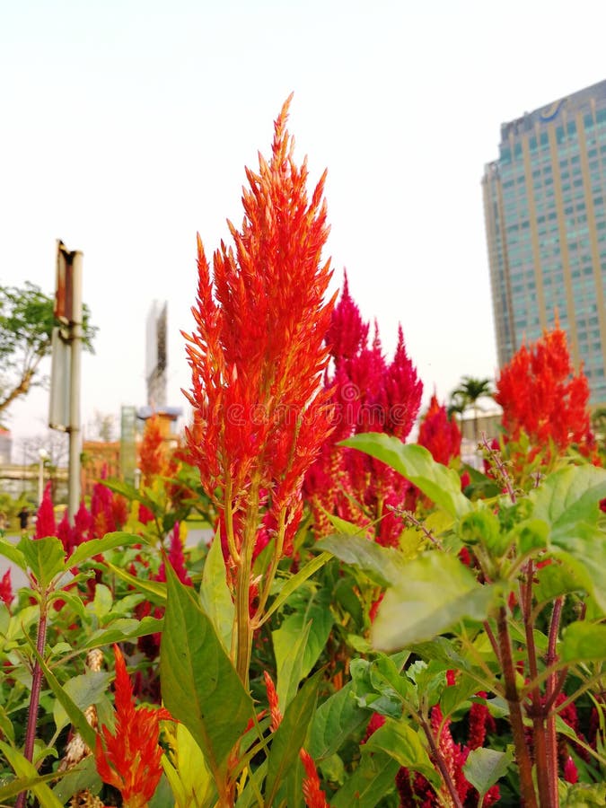 Cresta De Gallo Woolflower De Plumosa Del Argentea Del Celosia Foto de ...