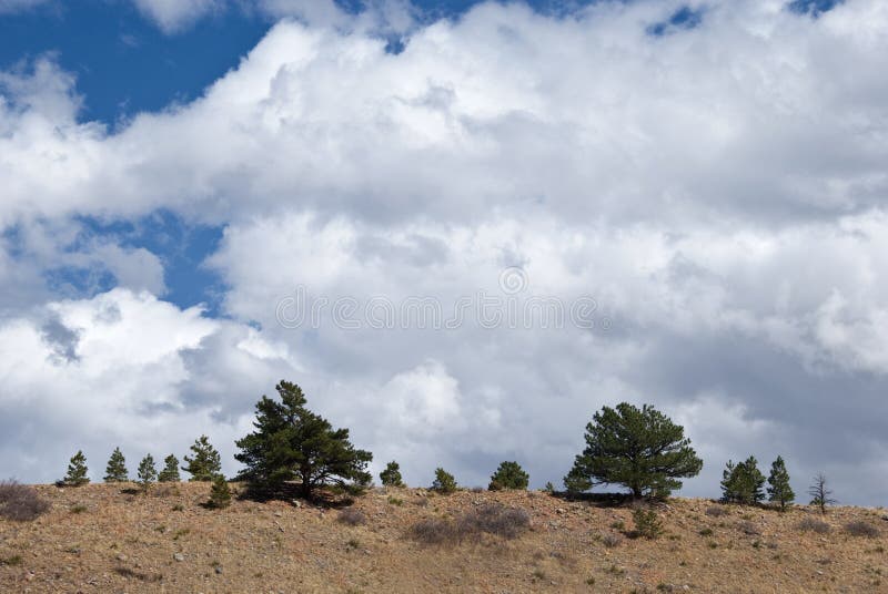 Cresta De Un Ridge Con Los Pinos Imagen de archivo - Imagen de ...