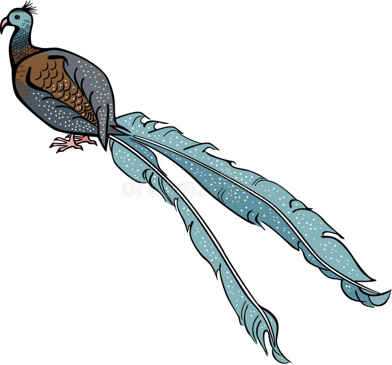 Crested Argus Stock Illustrations – 5 Crested Argus Stock Illustrations ...